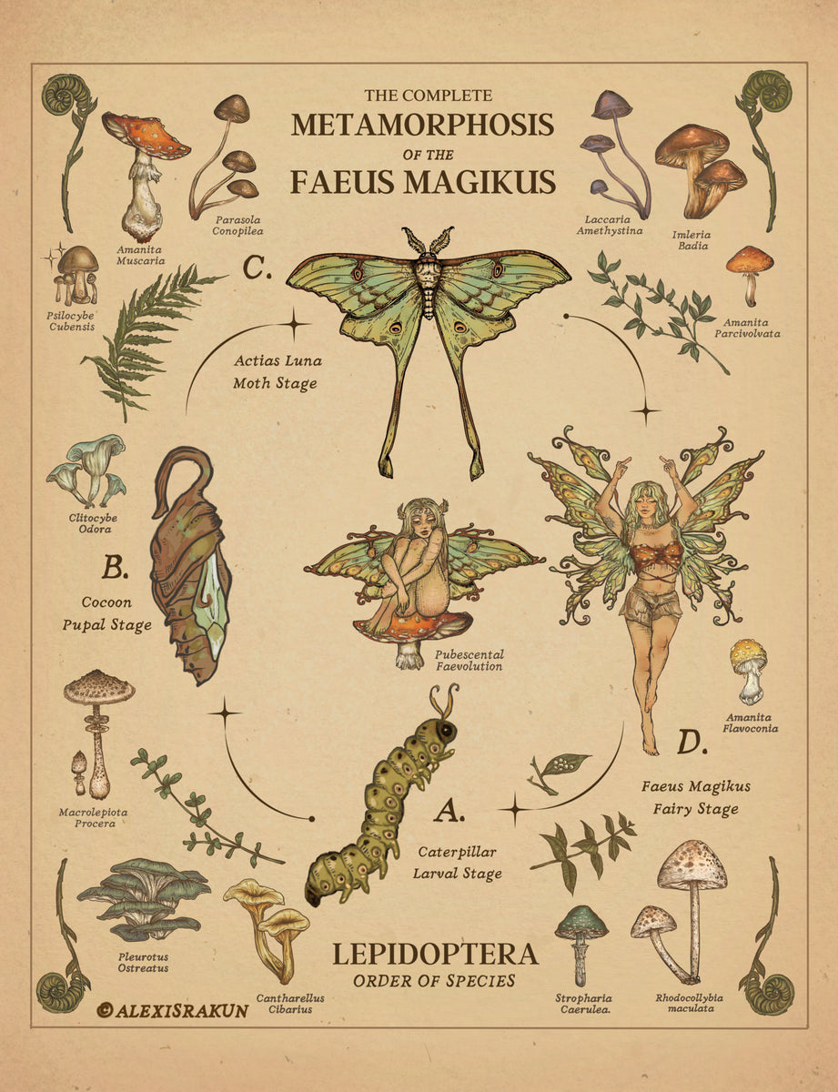 “The Complete Metamorphosis of The Faeus Magikus” | (Oak wood framed ...